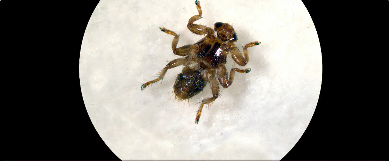 A Tick With Wings? – TickEncounter