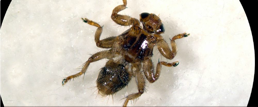 A Tick With Wings? – TickEncounter