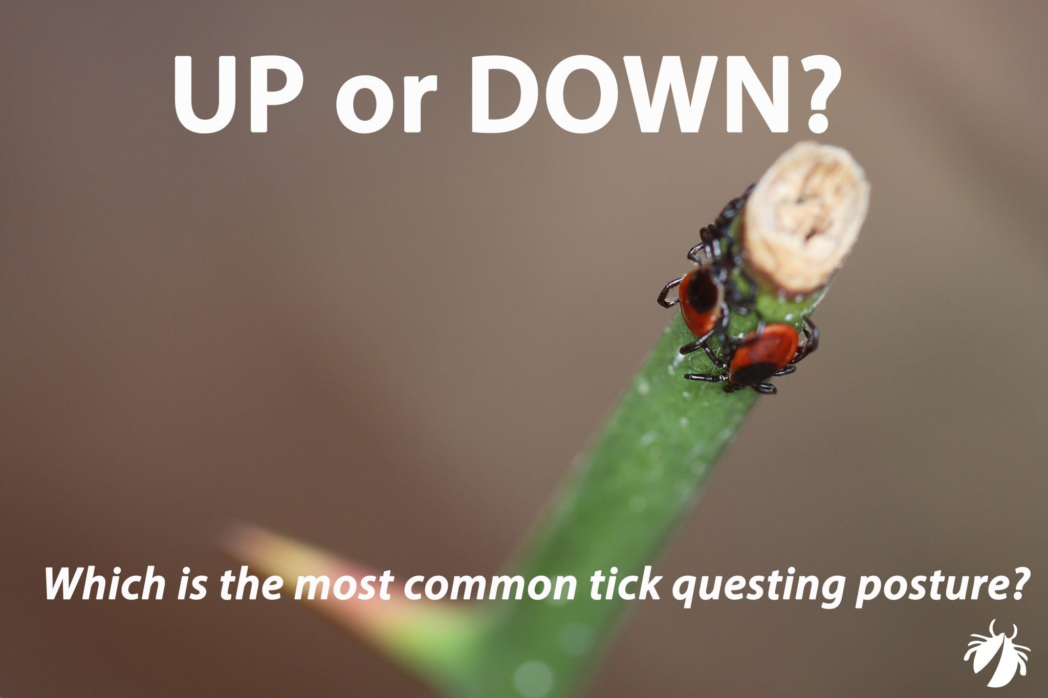 Blacklegged (Deer) Tick – TickEncounter