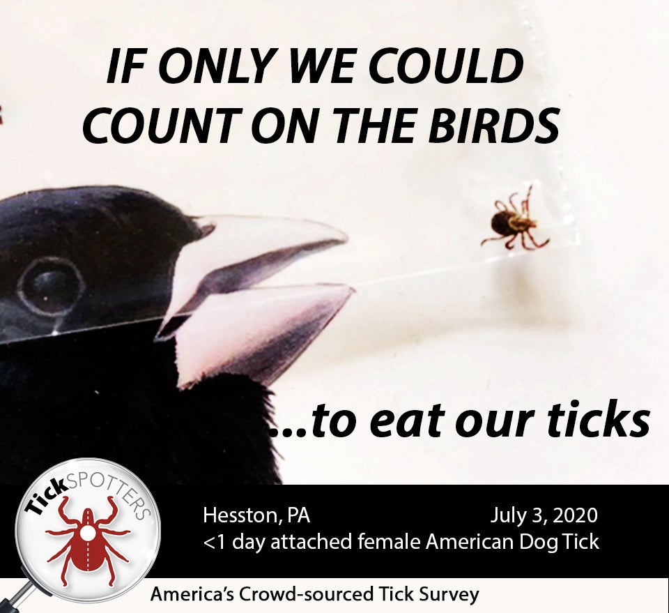 American Dog Tick – TickEncounter