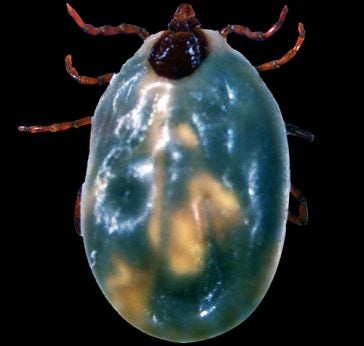 Ticks – TickEncounter