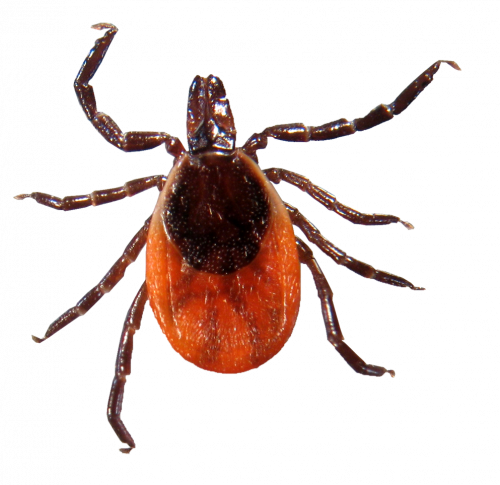 Ticks – Page 6 – TickEncounter