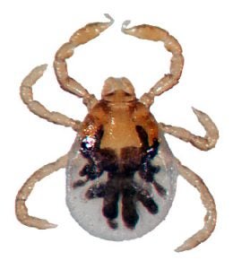 Rocky Mountain Wood Tick – TickEncounter