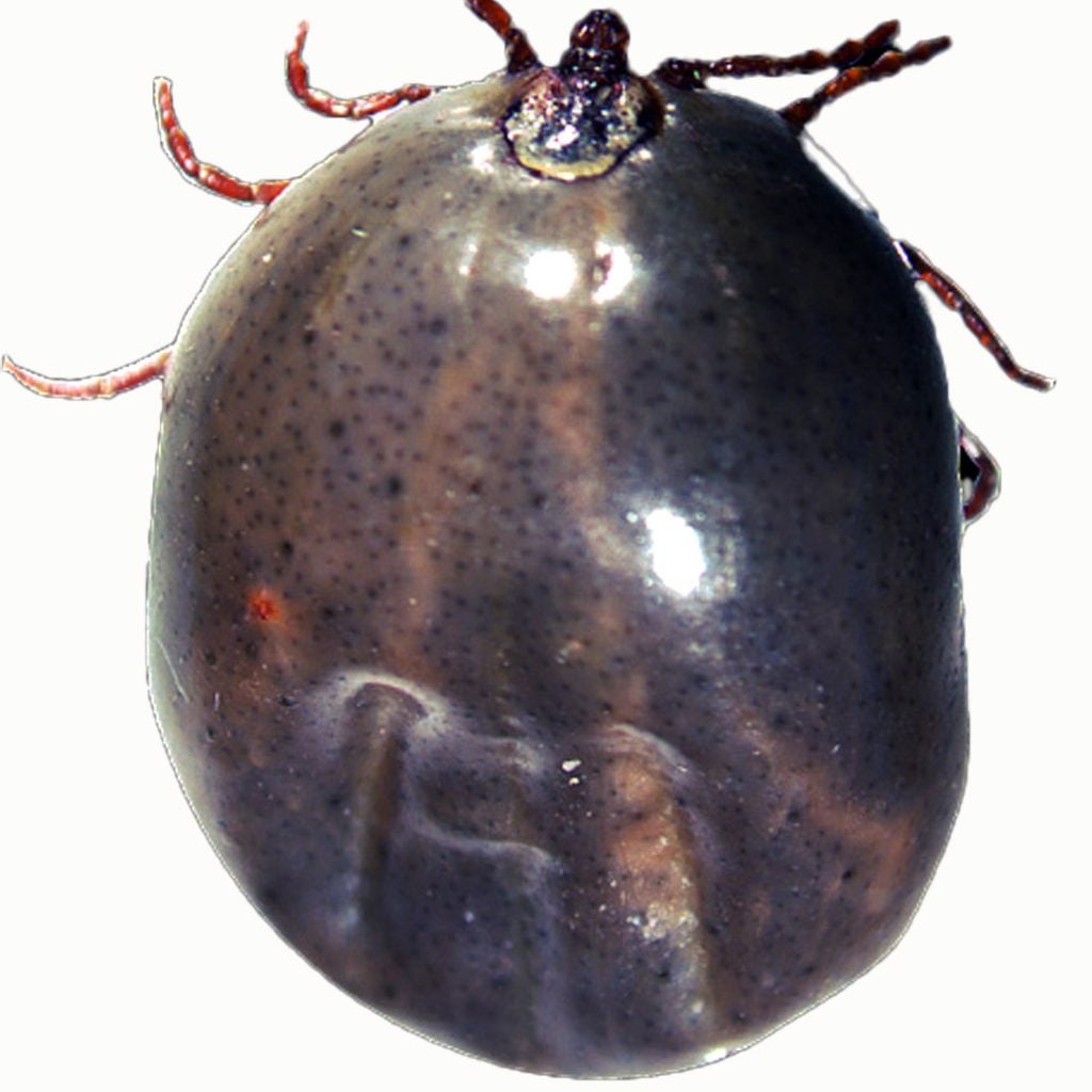 Ticks – Page 5 – TickEncounter