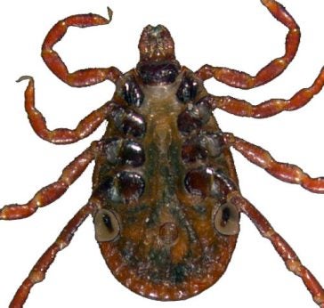 American Dog Tick – TickEncounter