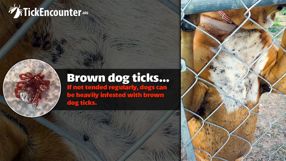 Project Rodeo: Rounding Up Varmint Brown Dog Ticks, Reducing Human ...