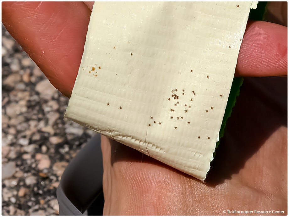 De-Tick With Duct Tape – TickEncounter