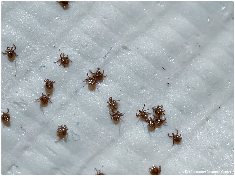 De-Tick With Duct Tape – TickEncounter