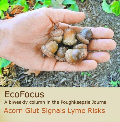 NUTS! More acorns means more ticks? – TickEncounter