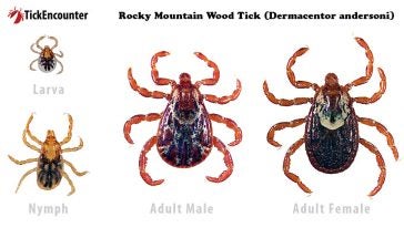 Rocky Mountain Wood Tick – TickEncounter