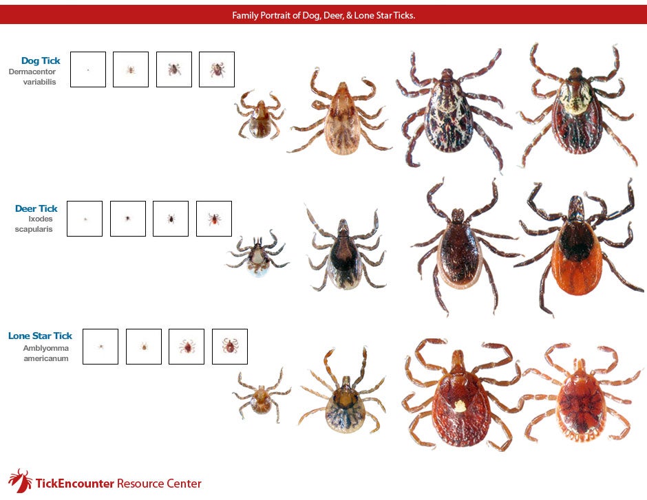 Tick Identification Chart Identifying Ticks In Your Area OG Artland