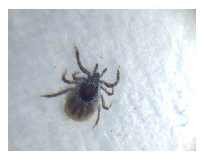 The Five Most Common Summertime Ticks – TickEncounter