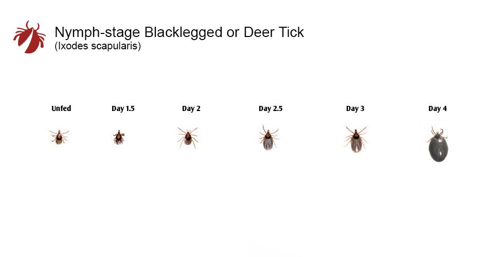 Blacklegged (Deer) Tick – TickEncounter