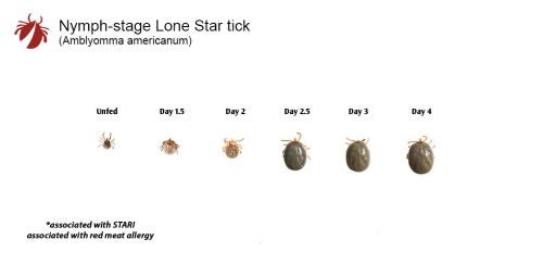 Lone Star Tick – TickEncounter