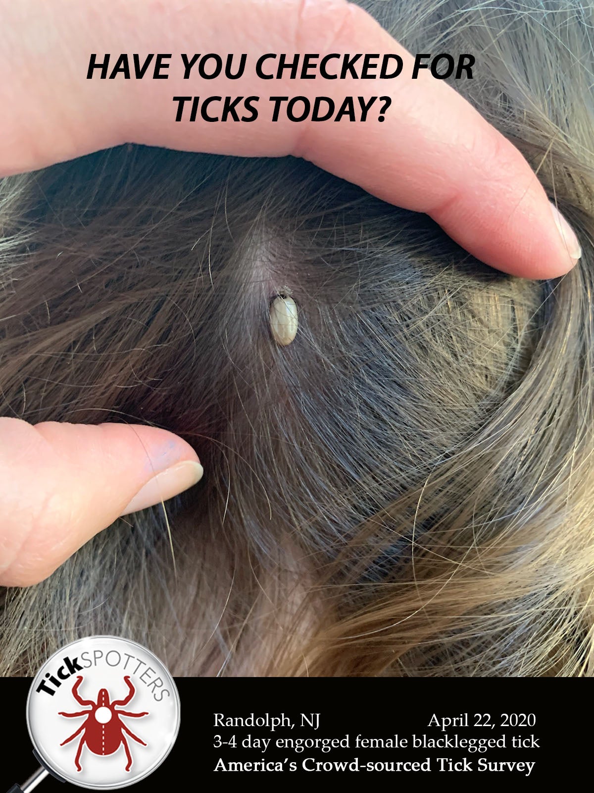 Blacklegged (Deer) Tick – TickEncounter