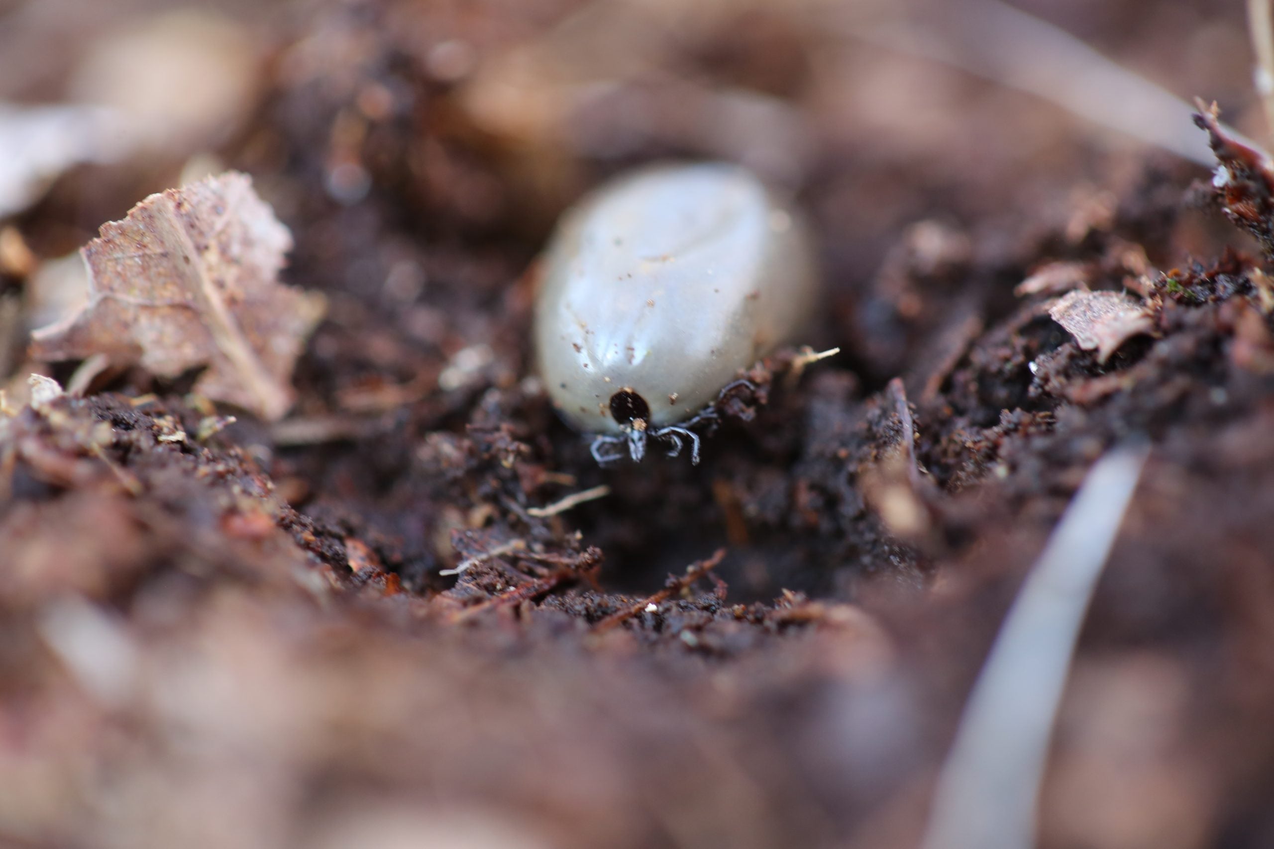 The Tick Hunt – TickEncounter