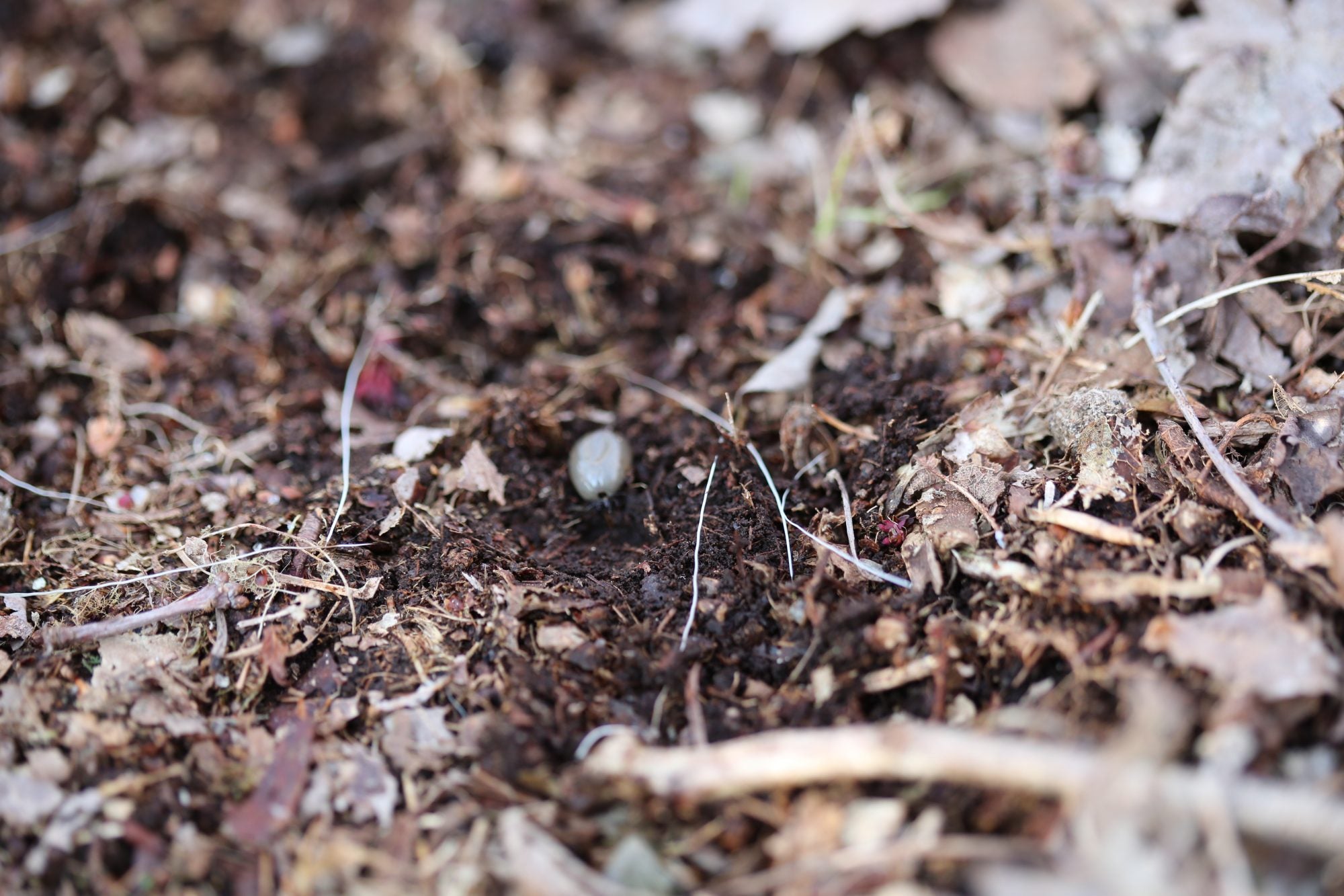 The Tick Hunt – TickEncounter