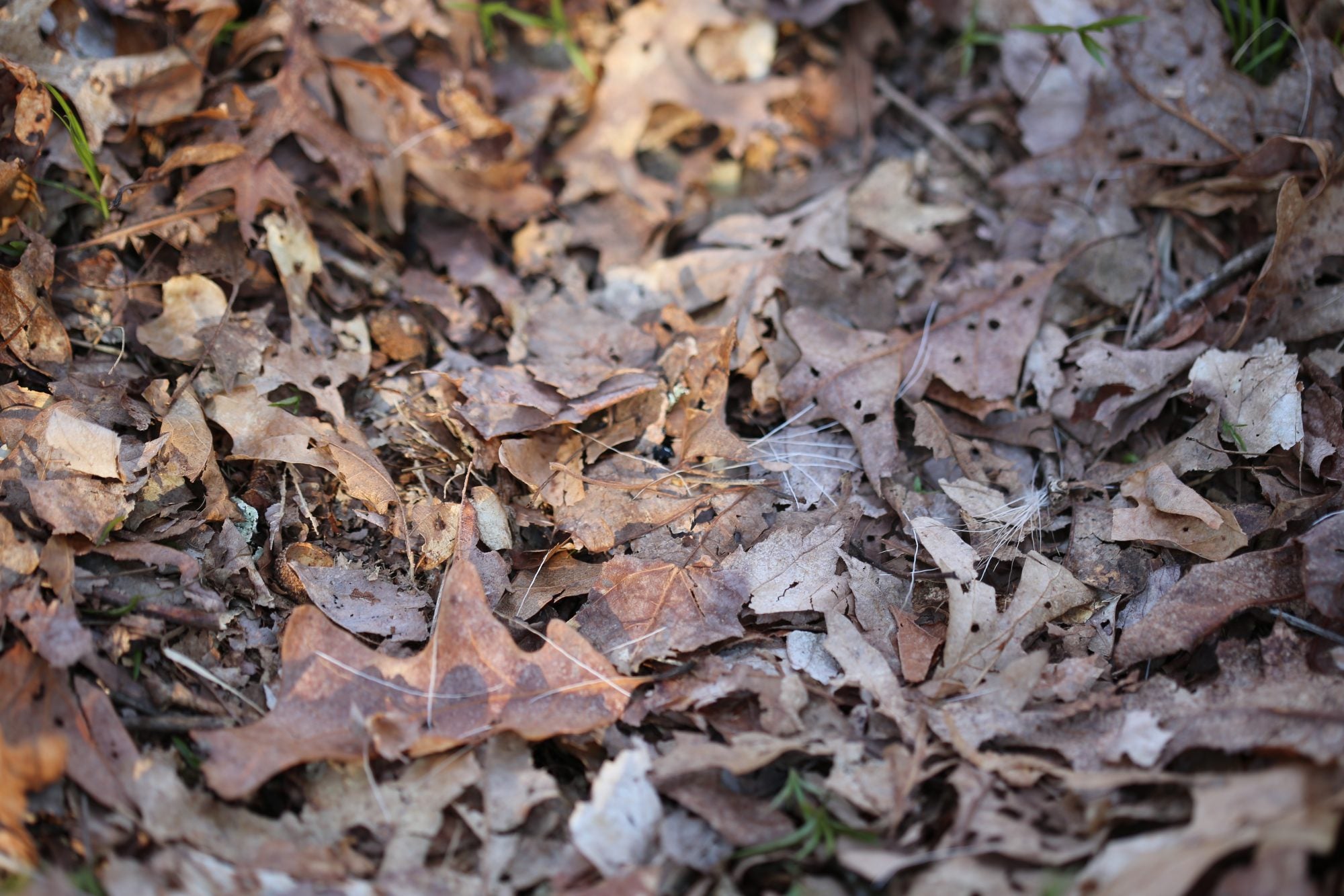 The Tick Hunt – TickEncounter