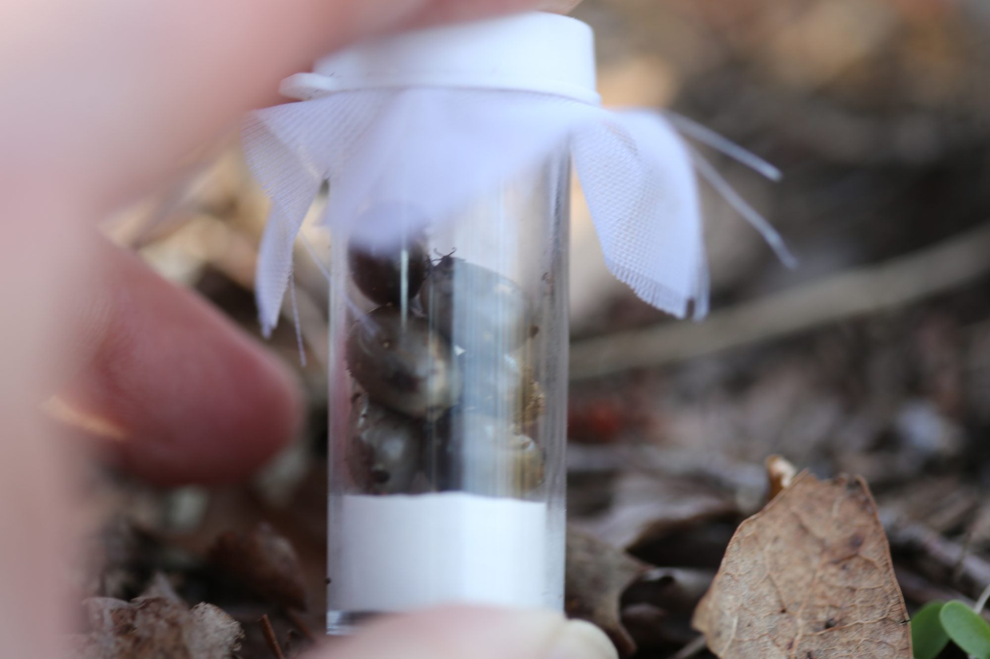 The Tick Hunt – TickEncounter