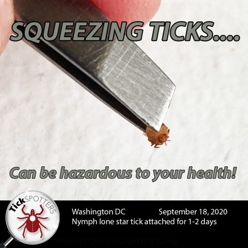 Lone Star Tick – TickEncounter