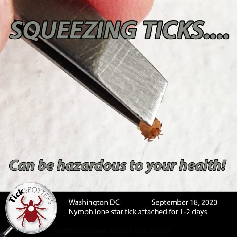 Lone Star Tick – TickEncounter