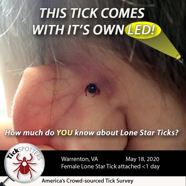 Lone Star Tick – TickEncounter