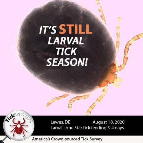 Lone Star Tick – TickEncounter