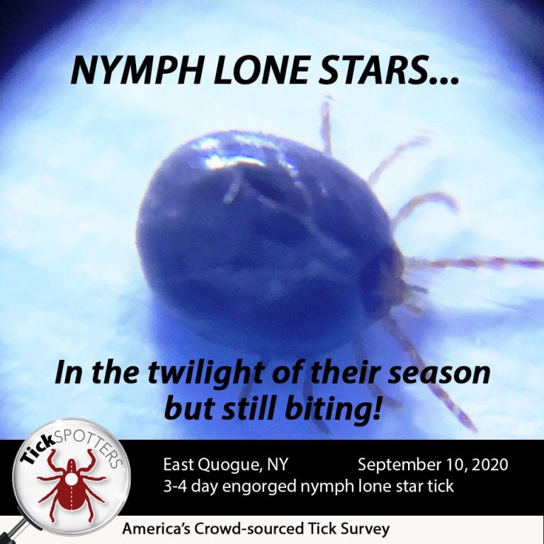 Lone Star Tick – TickEncounter