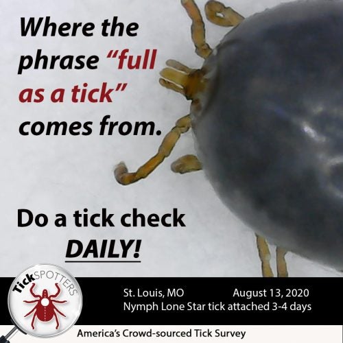 Lone Star Tick – TickEncounter