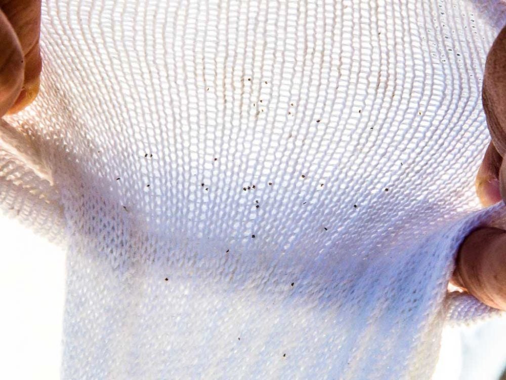 Ticks So Small… They Crawl Right Through Your Socks! – TickEncounter