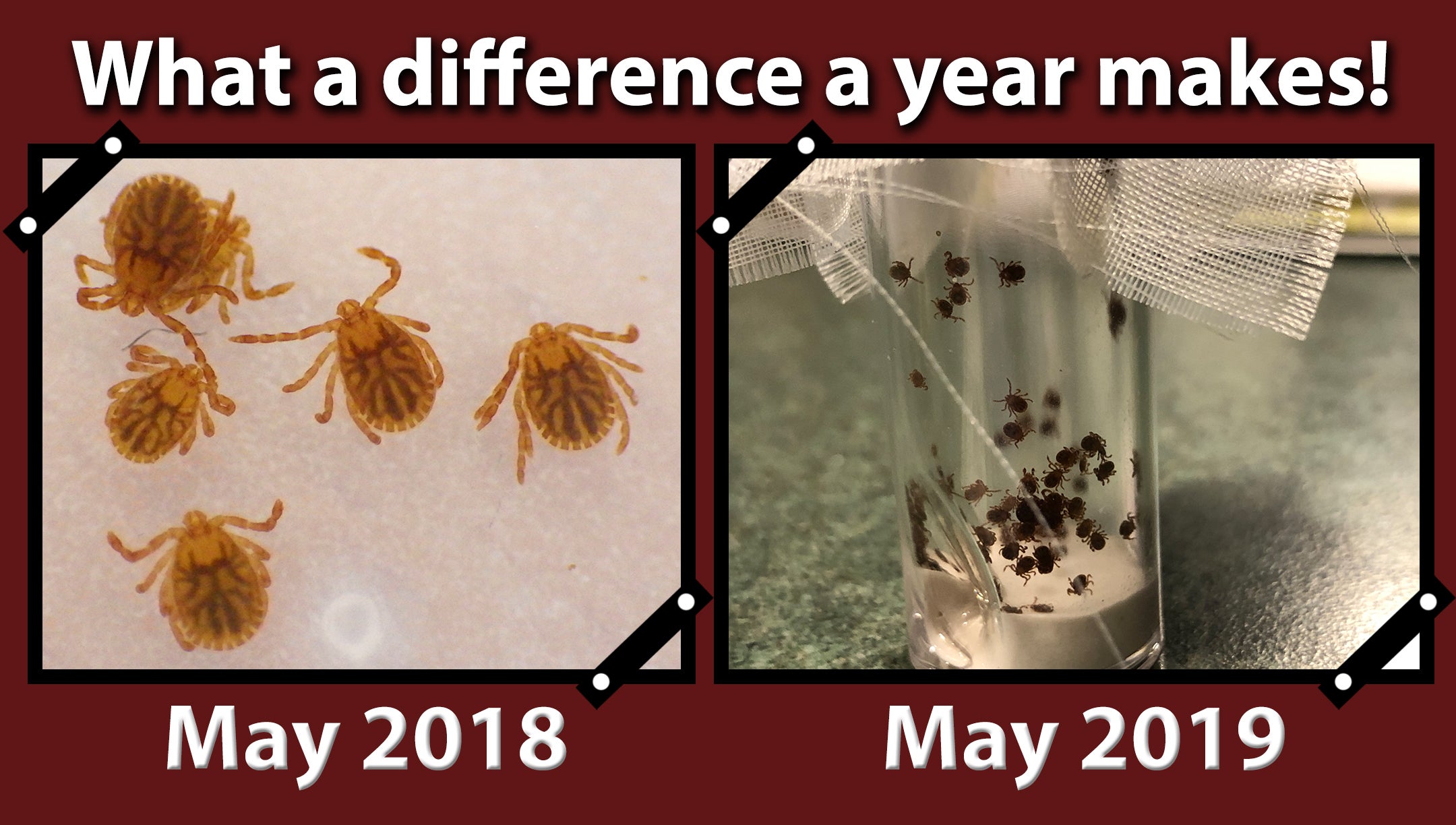 Citizen-science helps track invasive Asian Longhorned Tick – TickEncounter