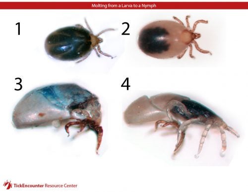 Tick Growth & Appearance FAQs – TickEncounter