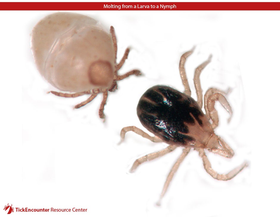 Tick Growth & Appearance FAQs – TickEncounter