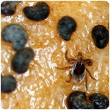 Top Ten Things Everyone Should Know About Ticks These Days – TickEncounter