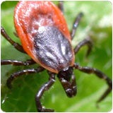 Top Ten Things Everyone Should Know About Ticks These Days – TickEncounter