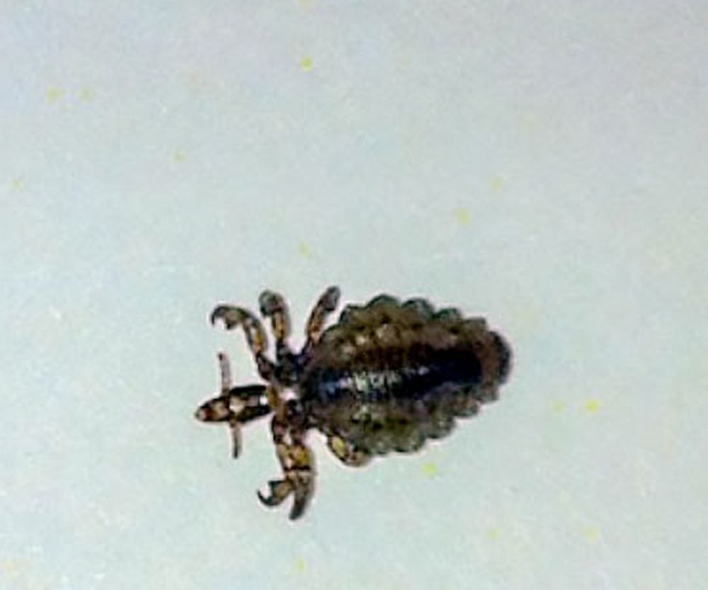 Bugs that look like ticks – TickEncounter