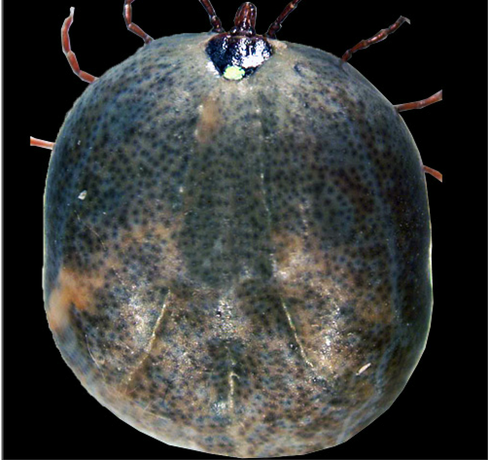 Ticks – Page 4 – TickEncounter