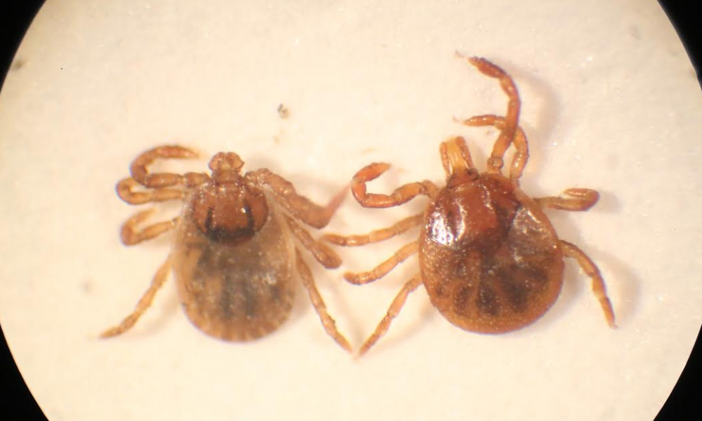 Three surprising things I learned about Asian longhorned ticks ...