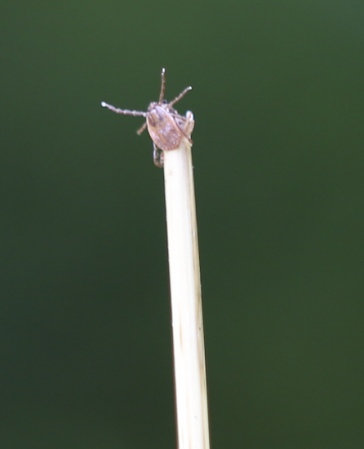 Three surprising things I learned about Asian longhorned ticks ...