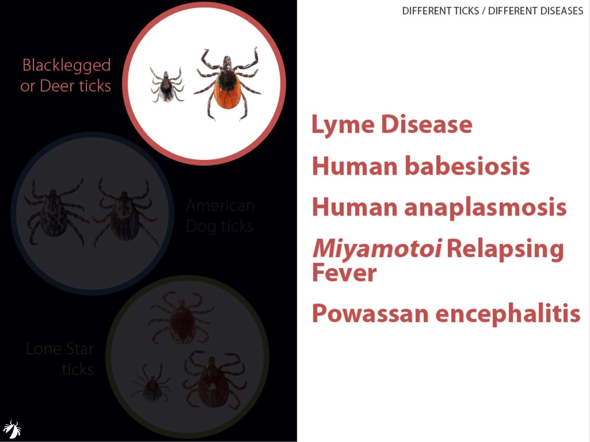 DIFFERENT TICKS…DIFFERENT DISEASES – TickEncounter