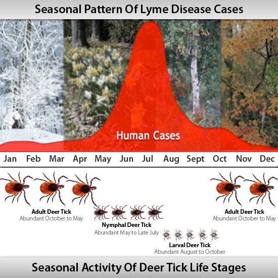 A “TICKNADO” WATCH HAS JUST BEEN POSTED FOR YOUR AREA – BE PREPARED ...