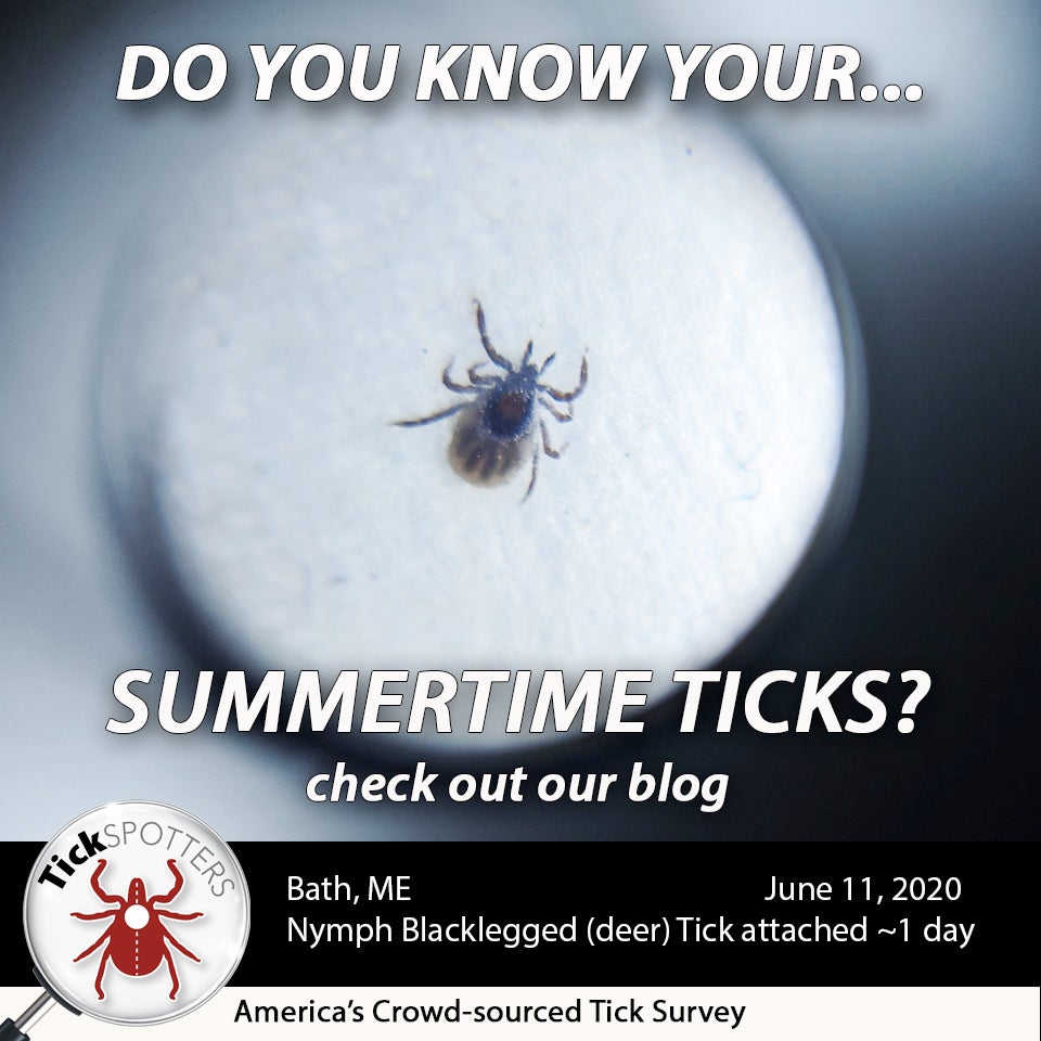 Blacklegged (Deer) Tick – TickEncounter
