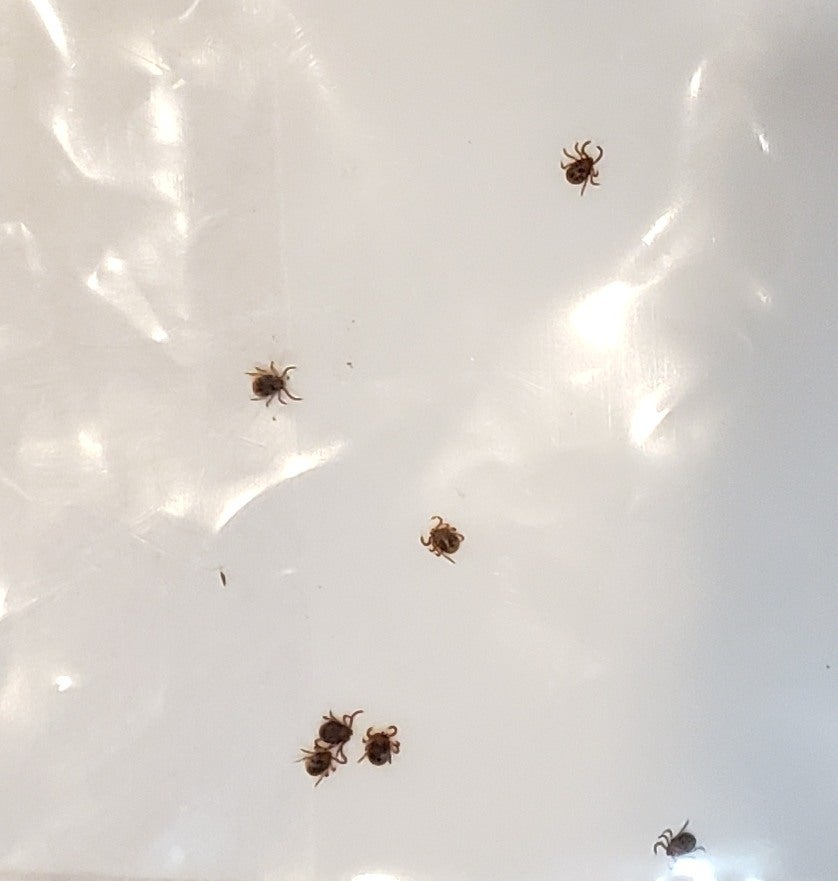 Chickens may eat ticks, – TickEncounter