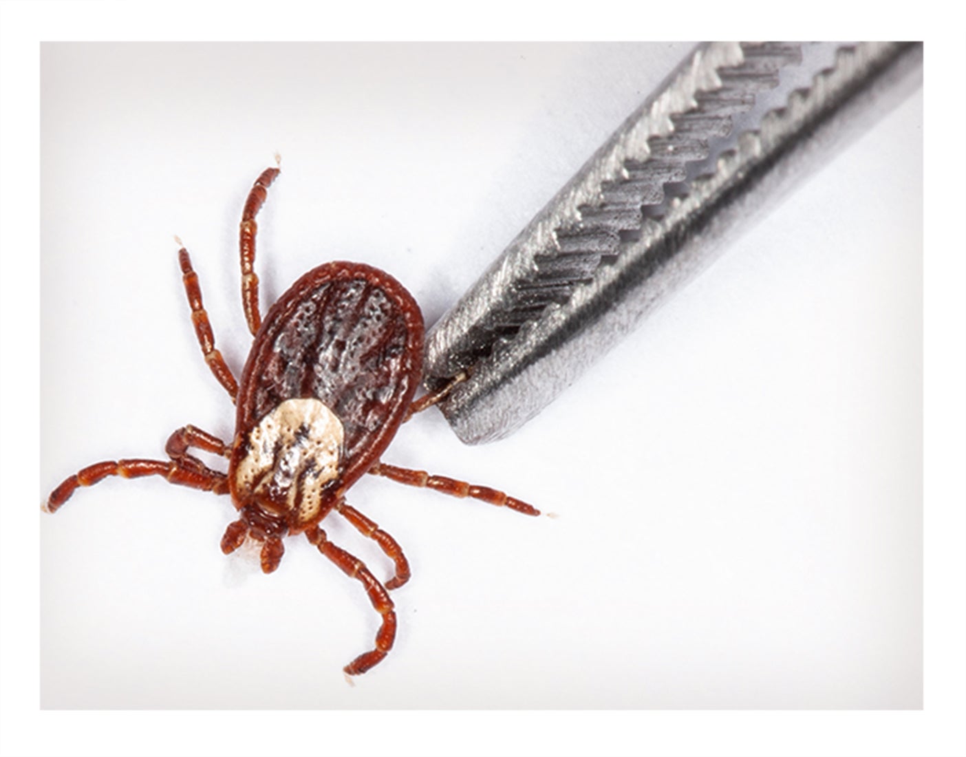 The Five Most Common Summertime Ticks – TickEncounter