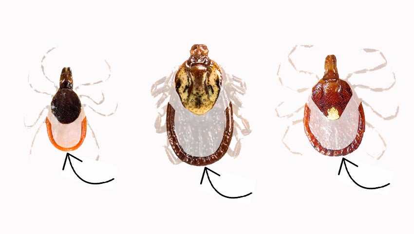 Identification Guide – TickEncounter