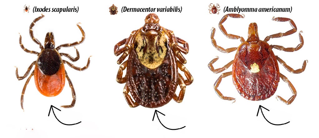 Identification Guide – TickEncounter