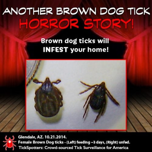 Infestation As Bad As Infection! A Tick Horror Story – TickEncounter