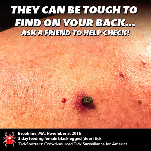 Fall Tick Alert – This time of year they’re pretty much ALL deer ticks ...