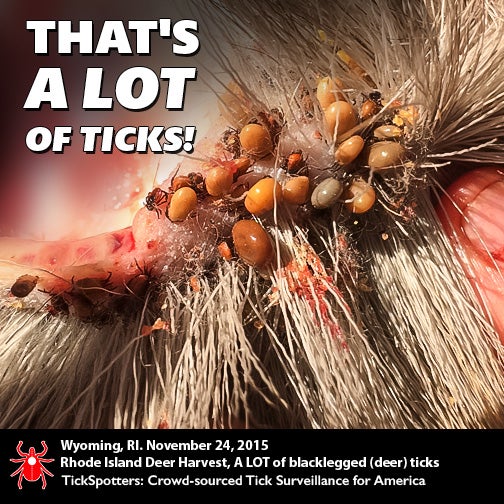 BACKYARD DEER: Wonder & Worry – TickEncounter