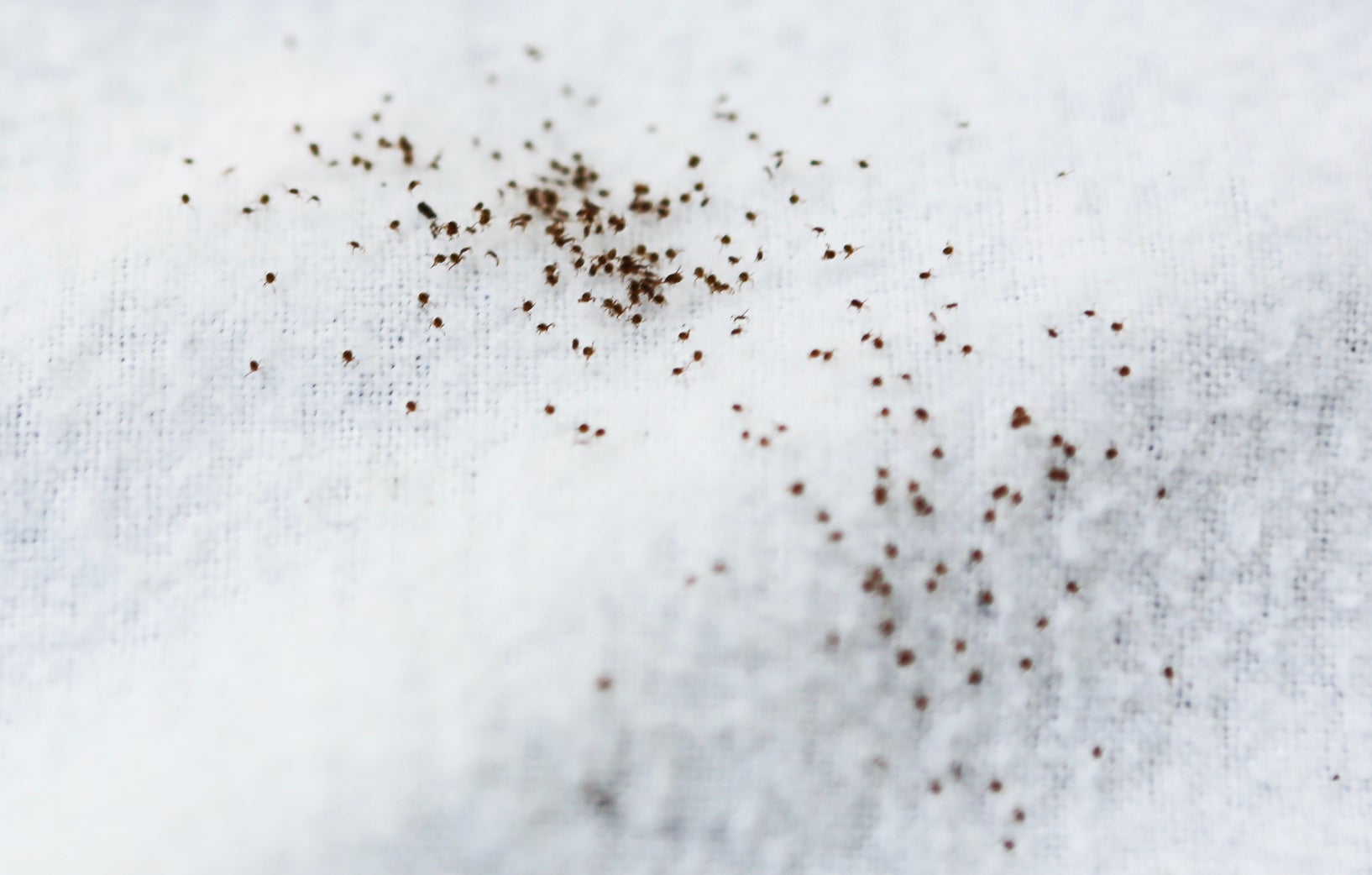 Three surprising things I learned about Asian longhorned ticks ...